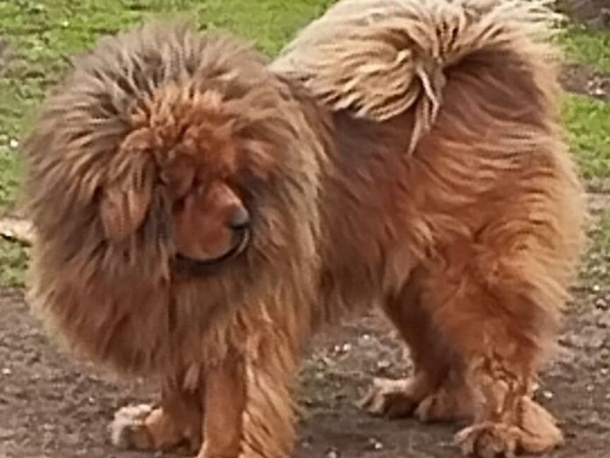 Тибетский мастиф щенки