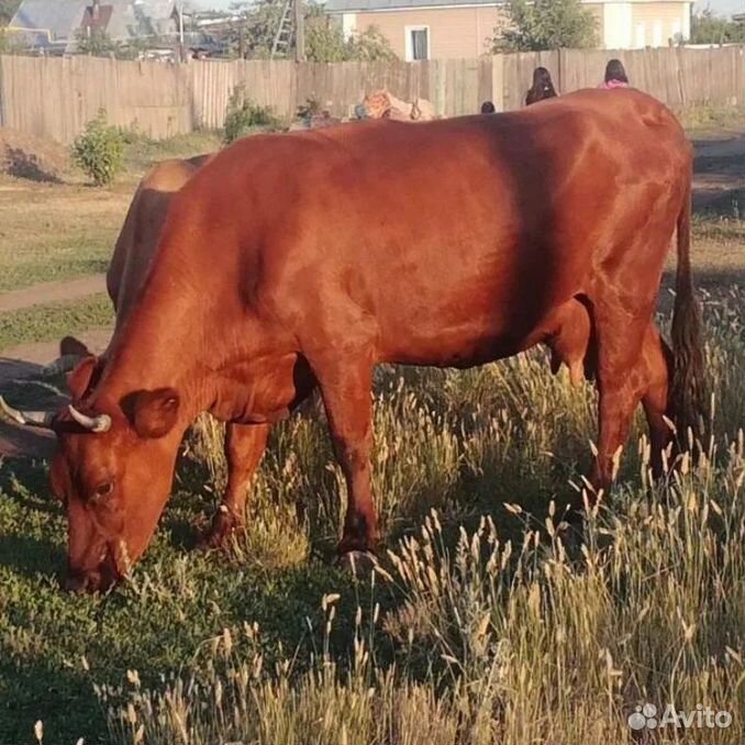 Корова стельная дойная