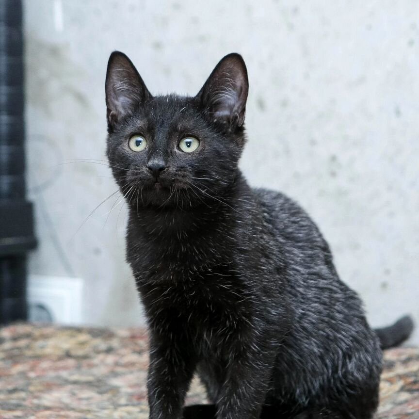 Котенок мальчик 5 мес