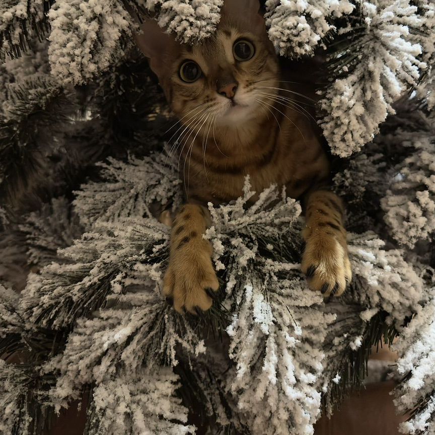 Бенгальская кошка окрас пятнистый