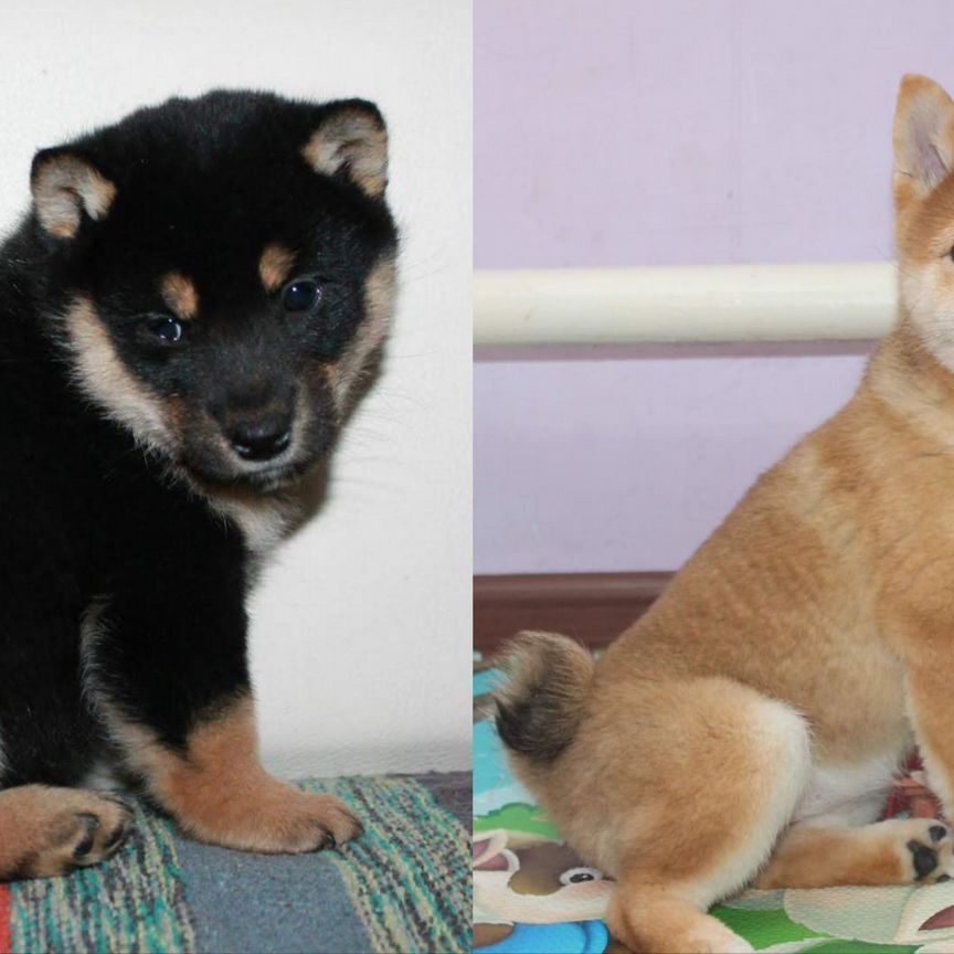 Щенки сиба ину