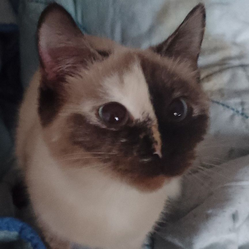 Отдам кошку