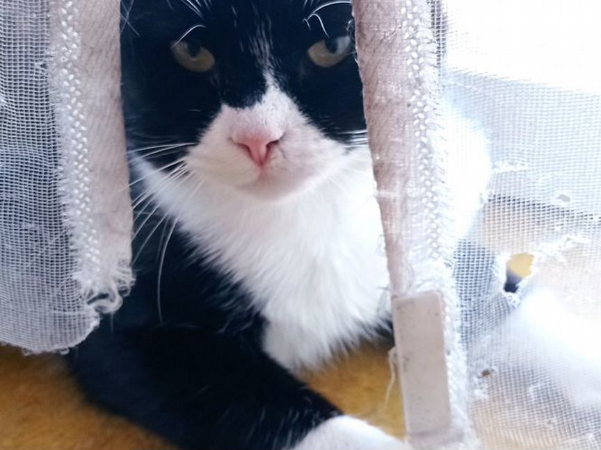 Кот Федор
