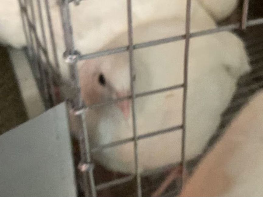 Перепела радонежские самцы