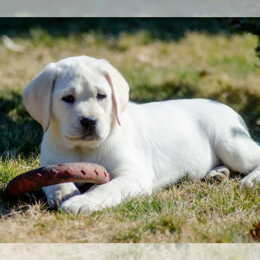 Лабрадор-ретривер, щенок