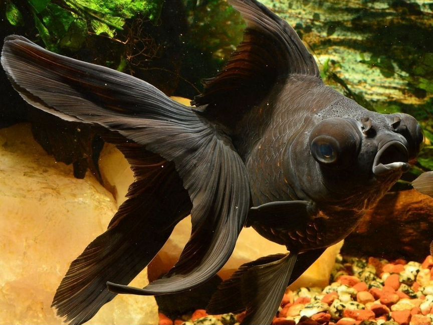 Рыбки Золотые Черный Телескоп и Оранда Бабочка