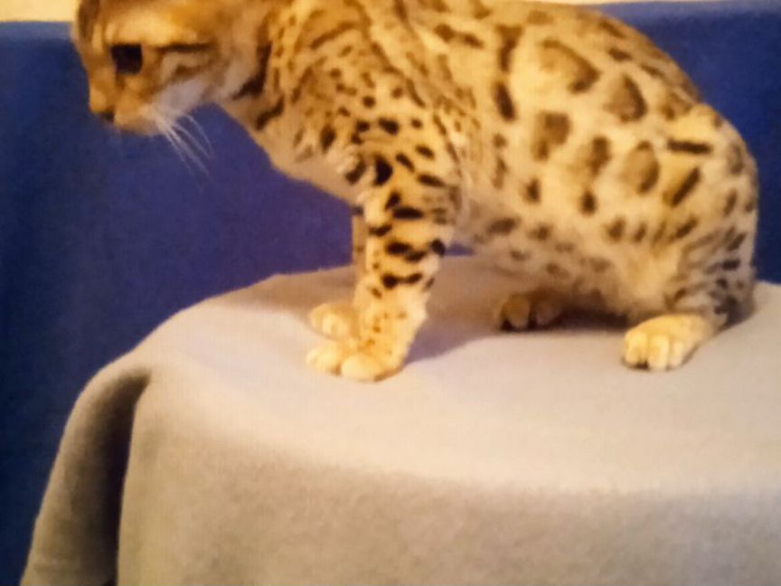 Котик и кошечки