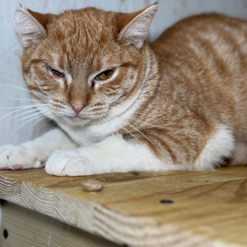 Котенок из приюта