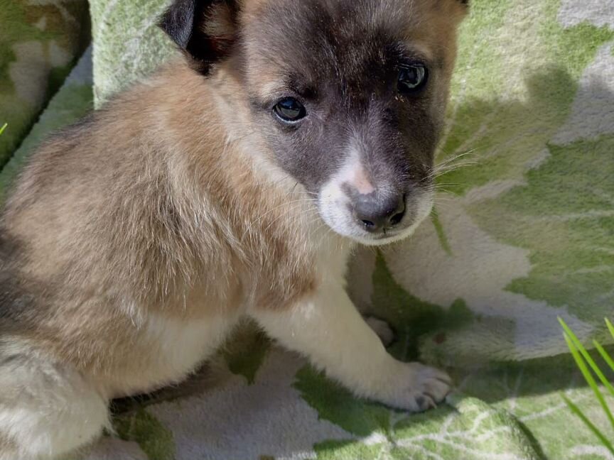 Щенулики-малышулики,1.5 мес