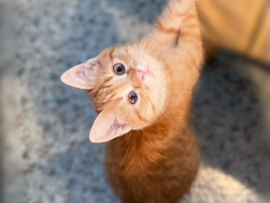 Маленький Рыжик