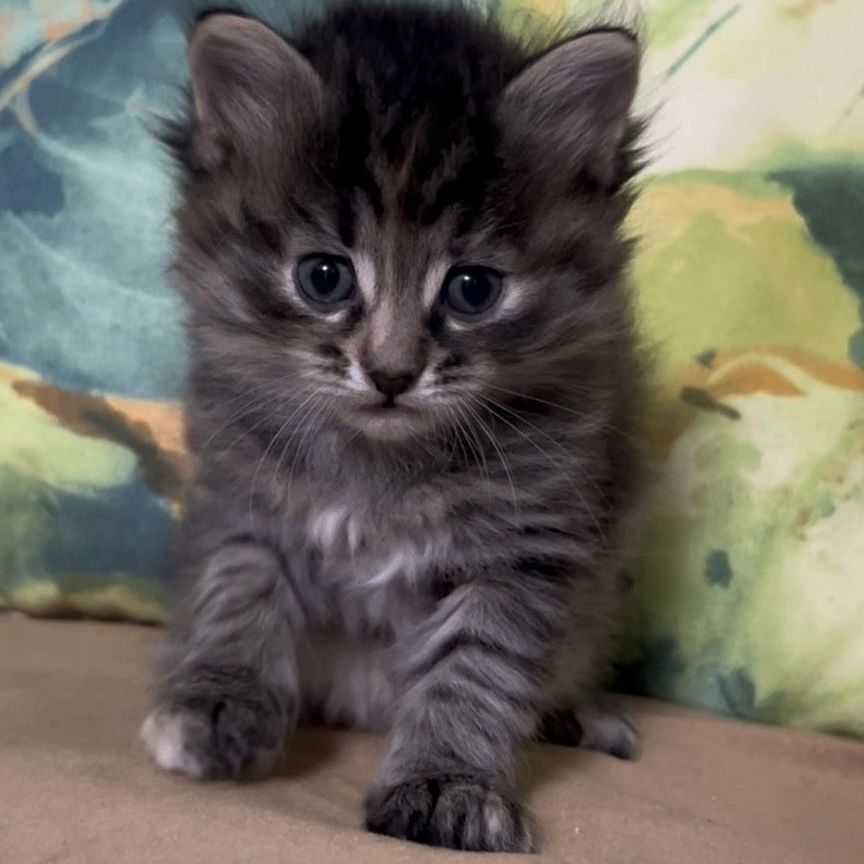 Сибирский котёнок