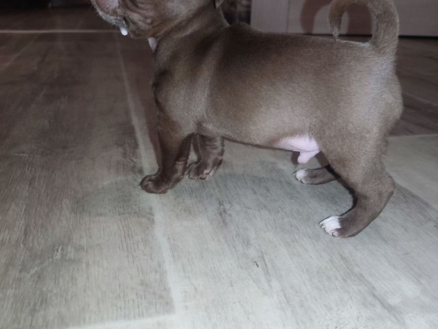 Чишки мальчишки