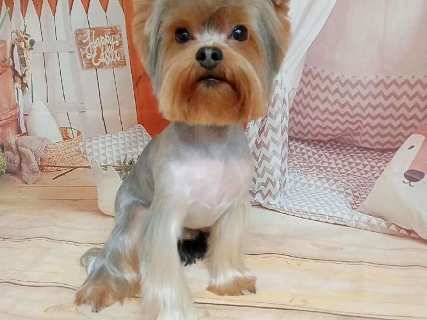 Йоркширский терьер вязка