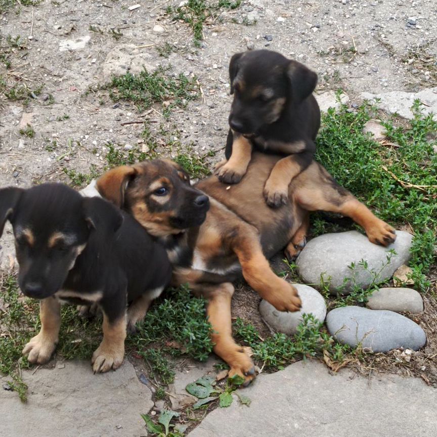 Отдам двоих щенков в хорошие руки