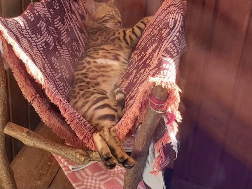Домик-гамак для кошек и котов
