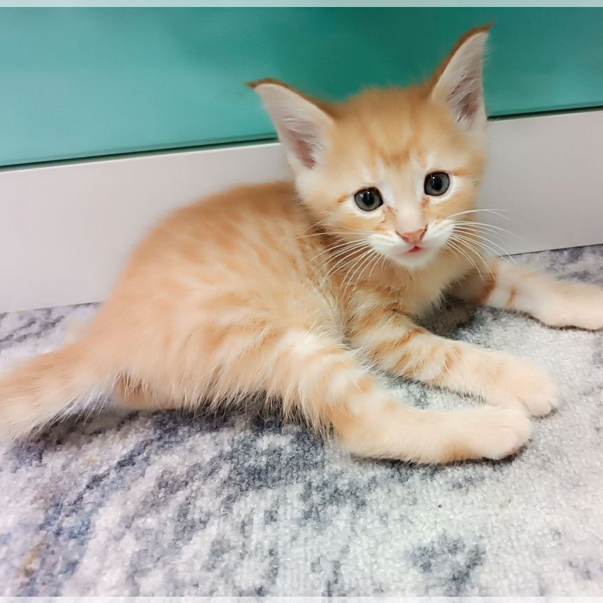 Мейн-кун котёнок