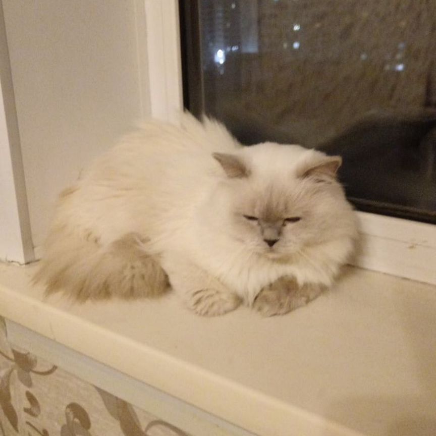 Сеямский кот