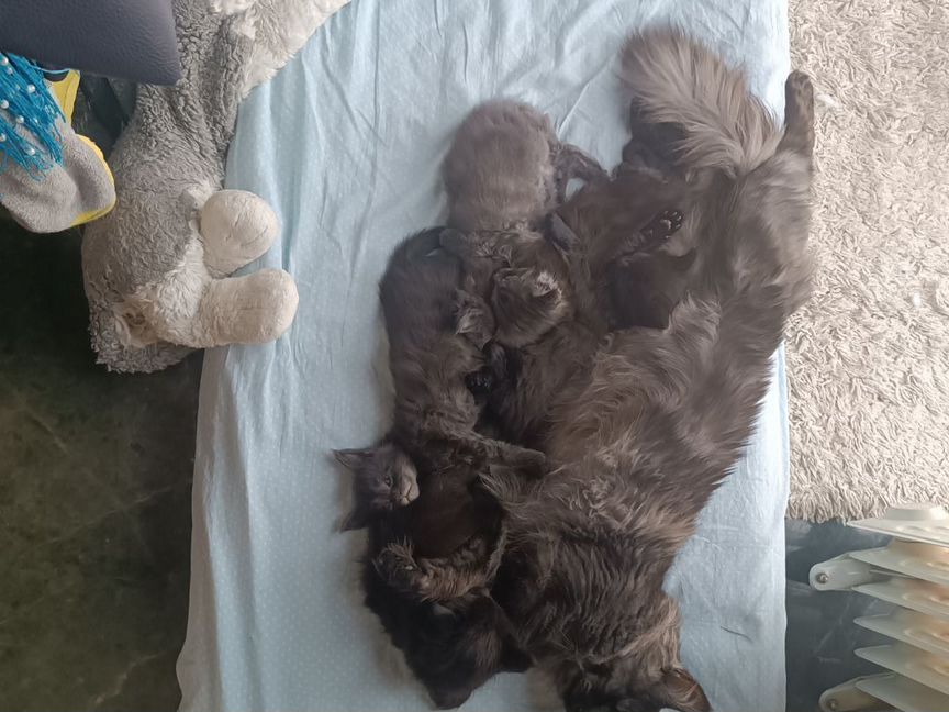 Продам котят Мейн-куна чëрный серый дым