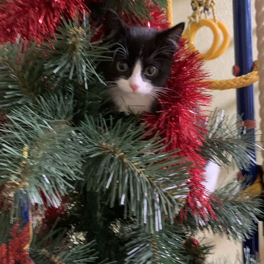 Котёнок в добрые руки