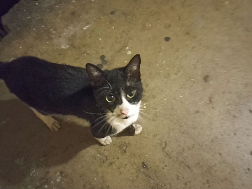 Кот в добрые руки