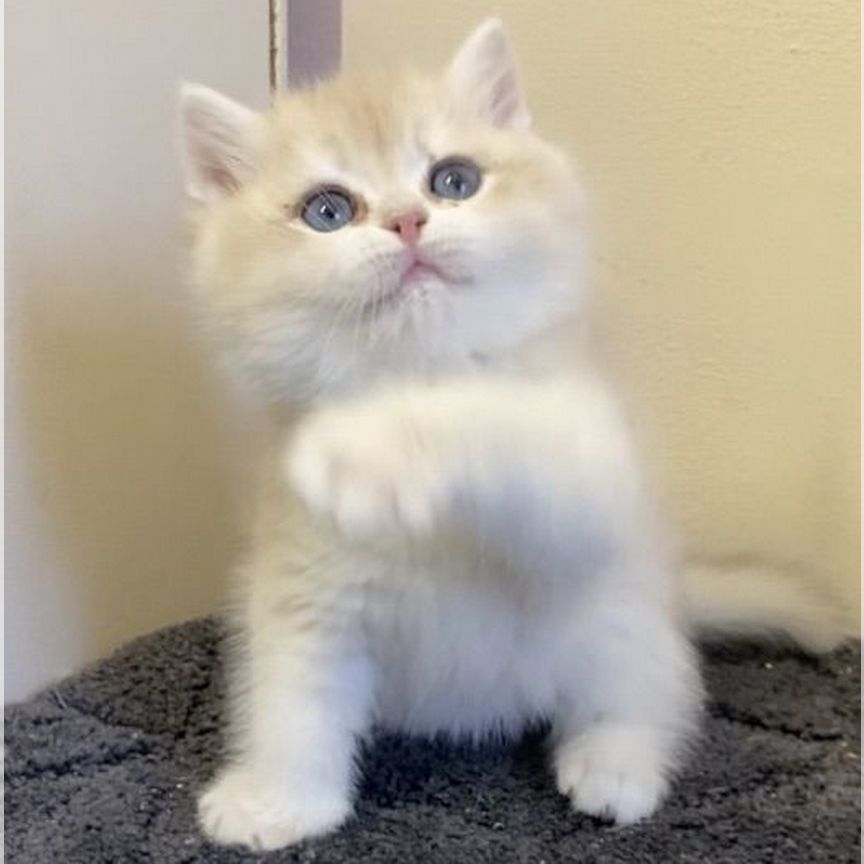 Британский короткошёрстный котёнок