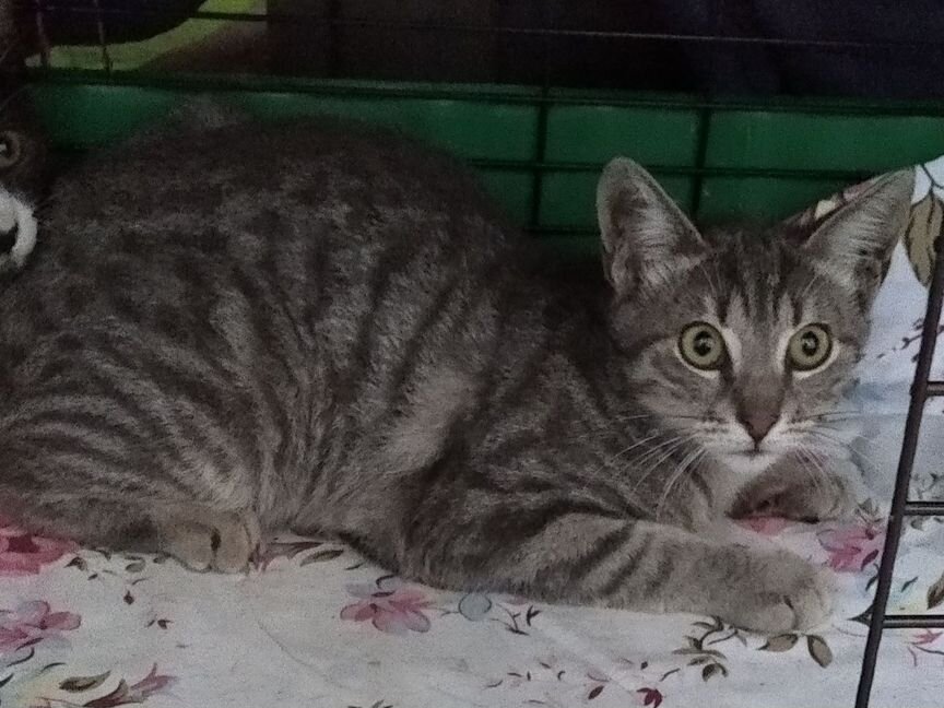 Котенок в добрые руки