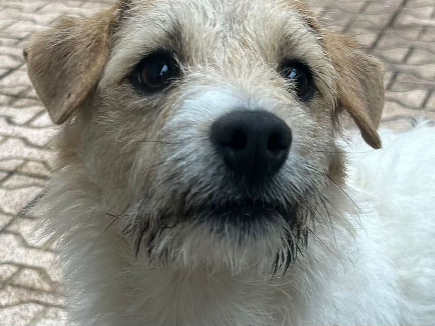 Тобби в добрые руки