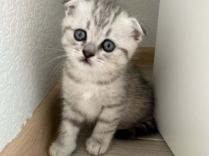 Шотландская вислоухая