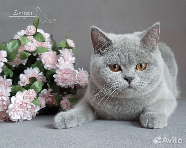 Британские котята. Лиловый британский кот
