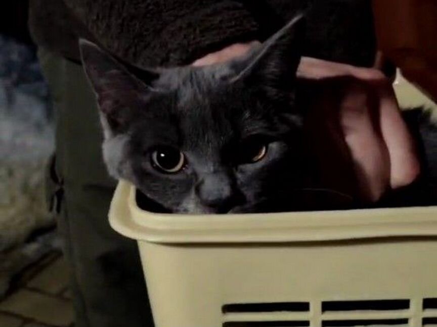 Котенок-девочка в добрые руки