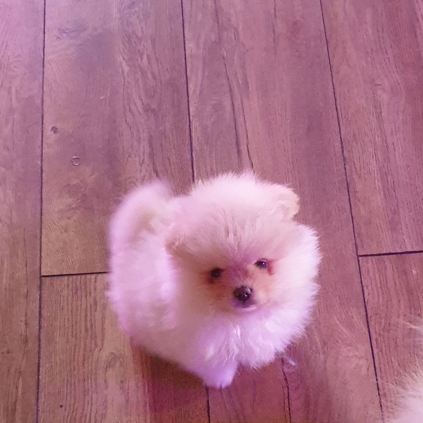 Померанский шпиц