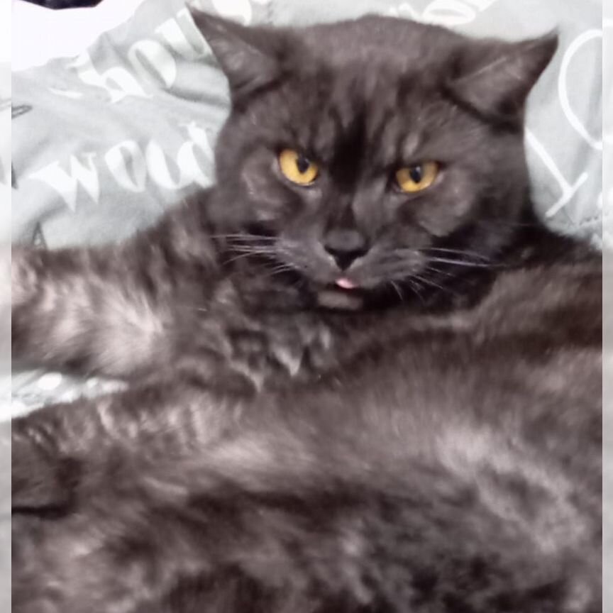 Кот Томас