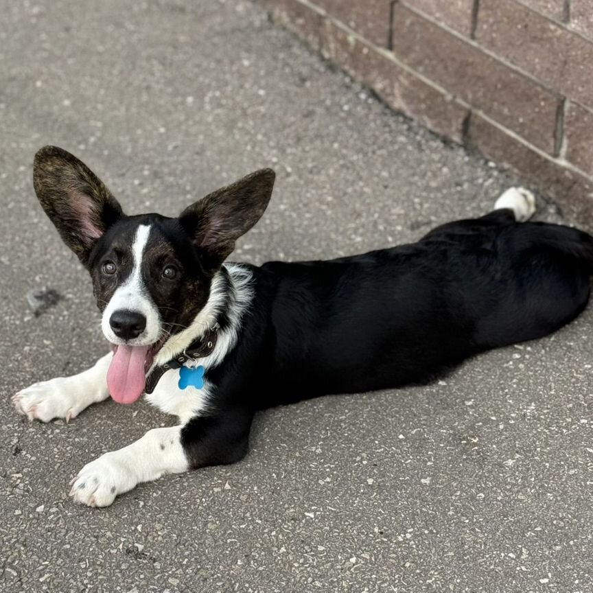 Корги в добрые руки