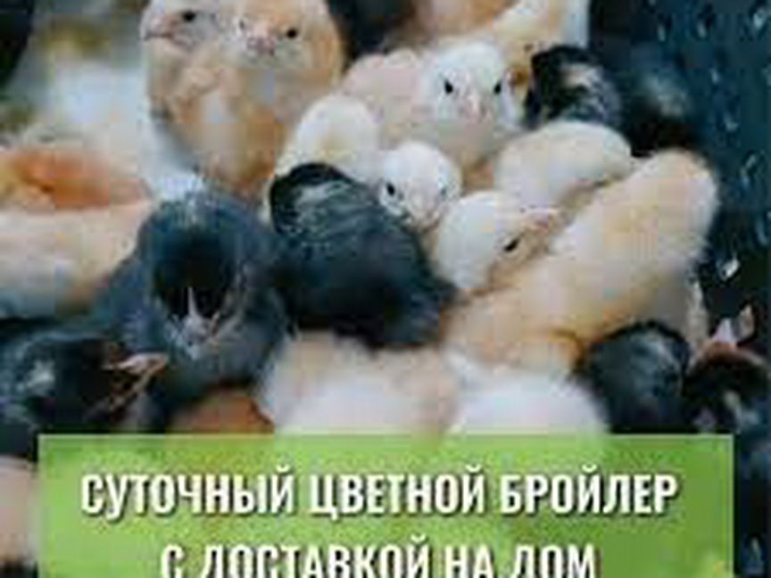 Суточная птица