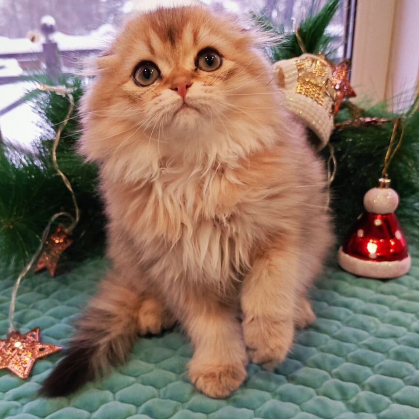 Шотландский вислоухий длинношёрстный котёнок