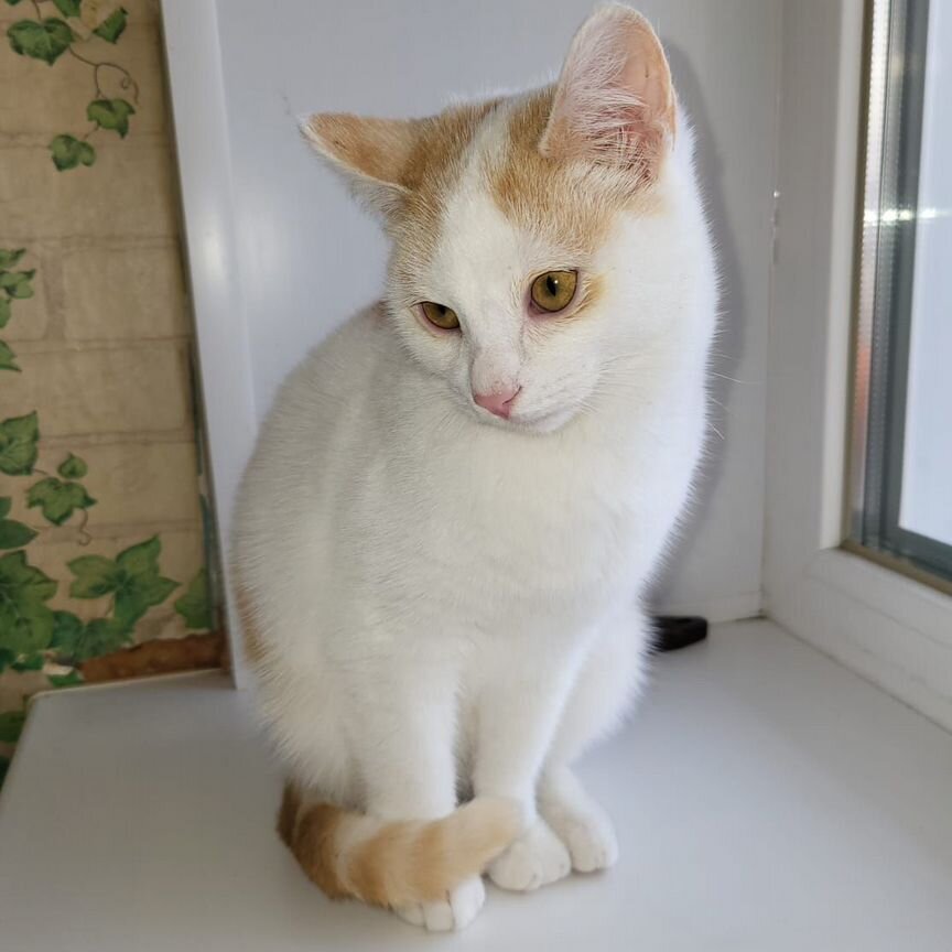 Взрослый кот в добрые руки