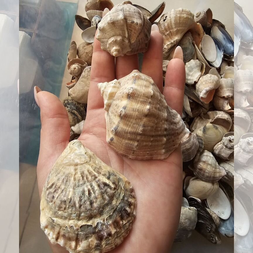 Морские ракушки