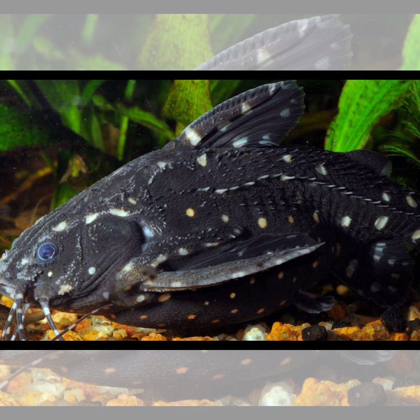 Агамиксис белопятнистый