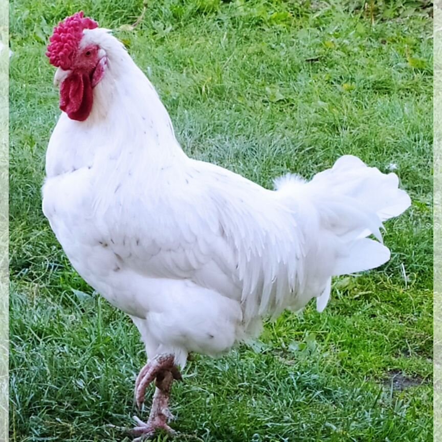 Инкубационное яйцо Пушкинских кур