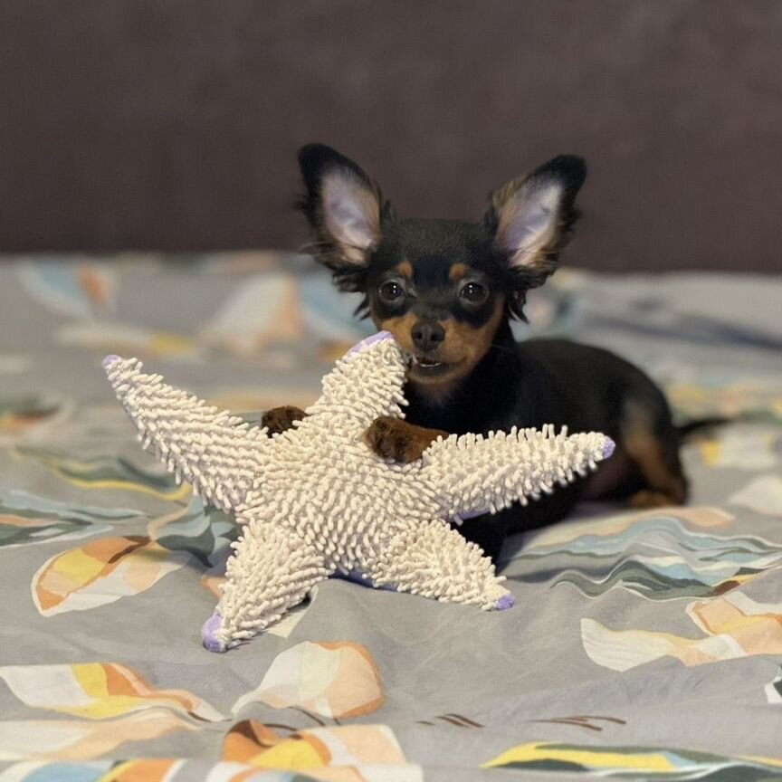 Русский той д/ш