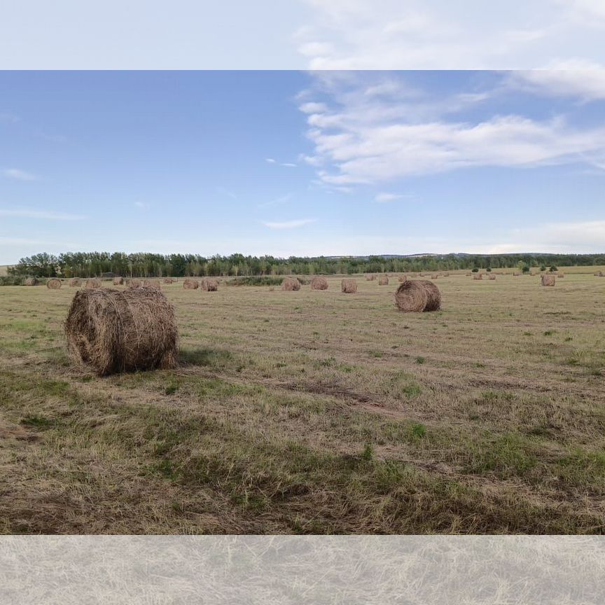Продам сено в рулонах
