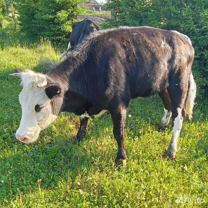 Продам телочек