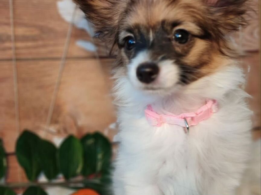 Щенок папийона продается