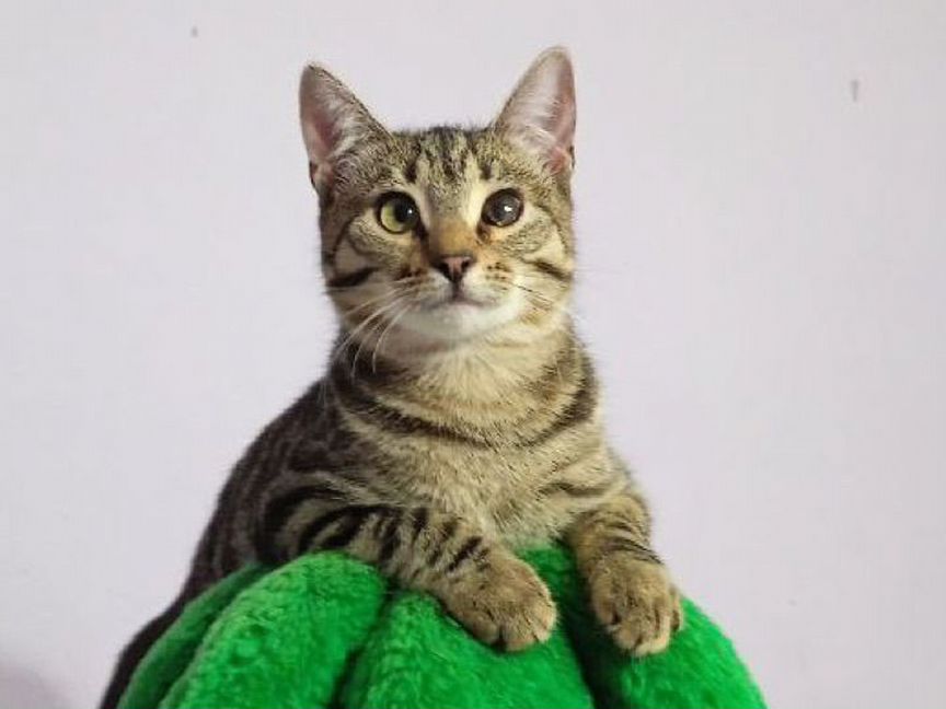 Особенный котенок полосатый кошка