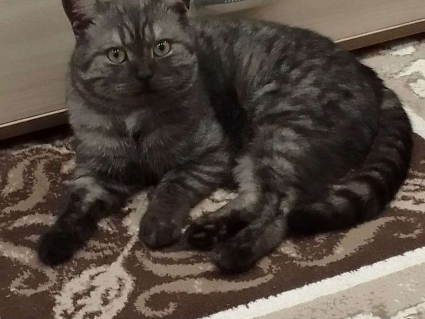 Шотландский кот, очень умный