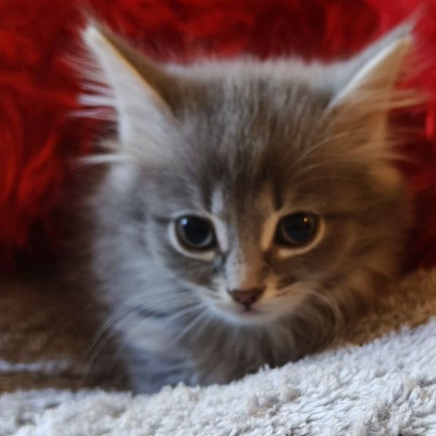 Сибирский котёнок