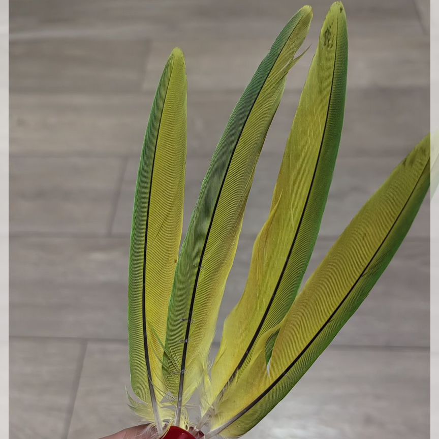 Перья Ожереловый попугай