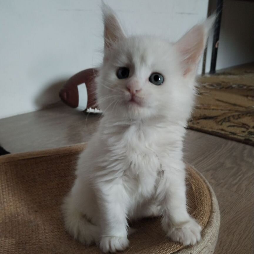 Мейн-кун котёнок