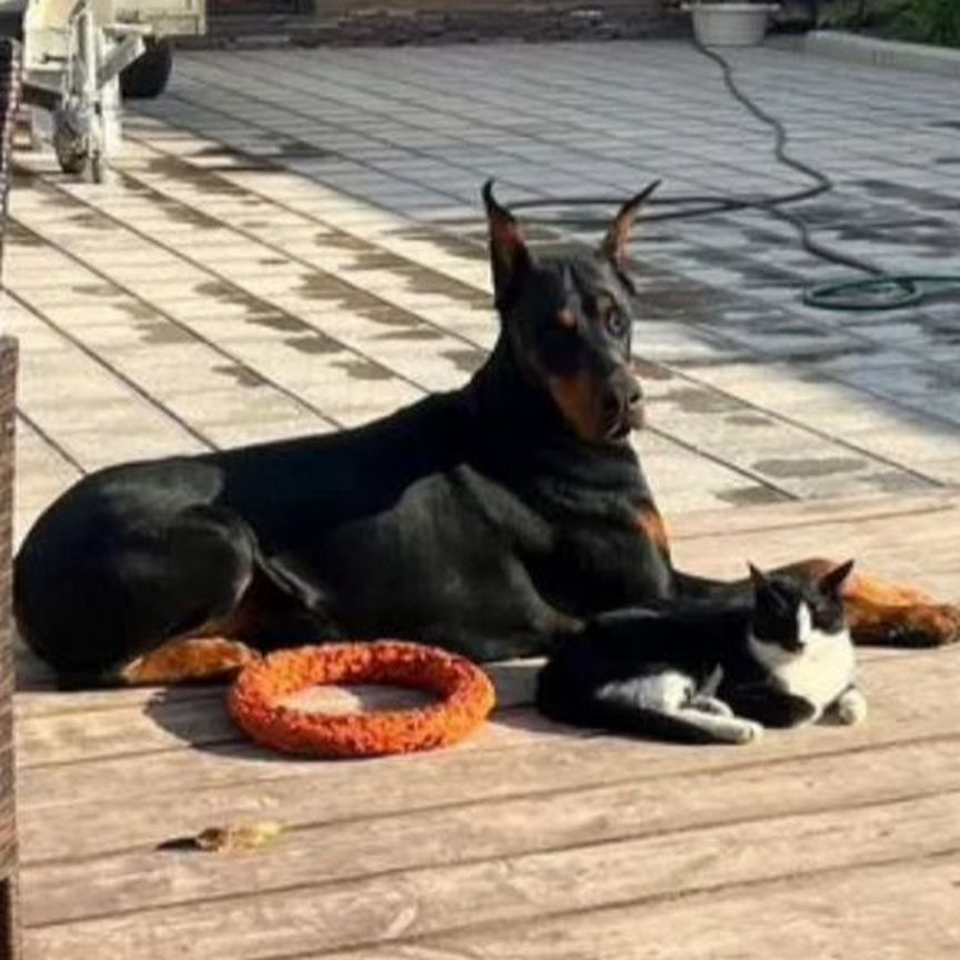 Взрослый пёс в добрые руки