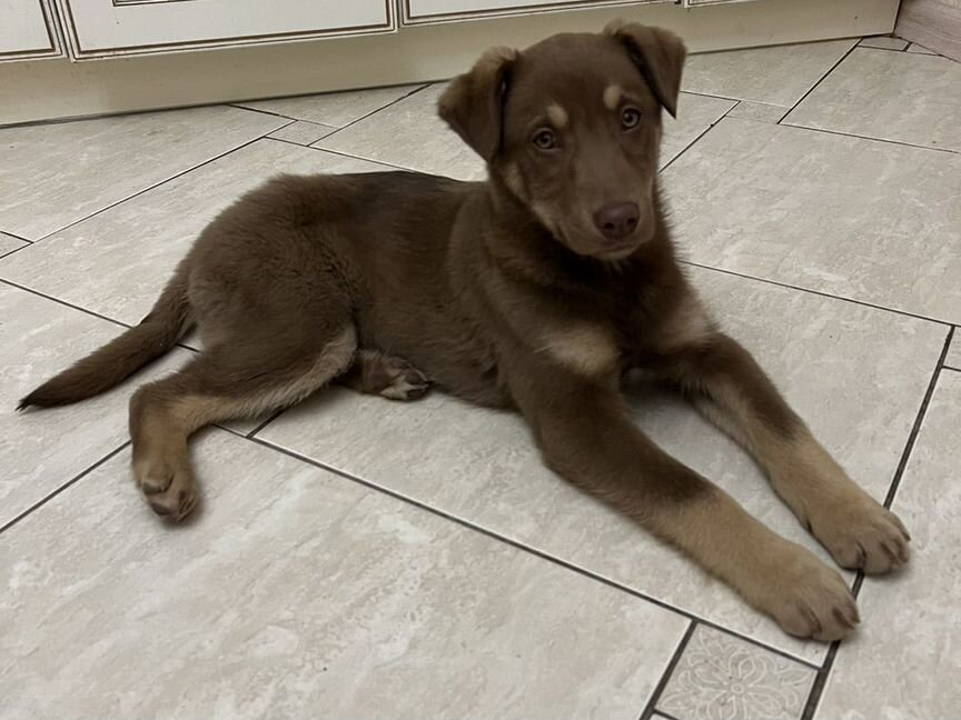 Собака в добрые руки